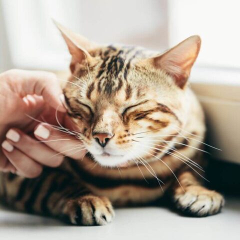 Wellness Information Form | Kyle Animal Hospital