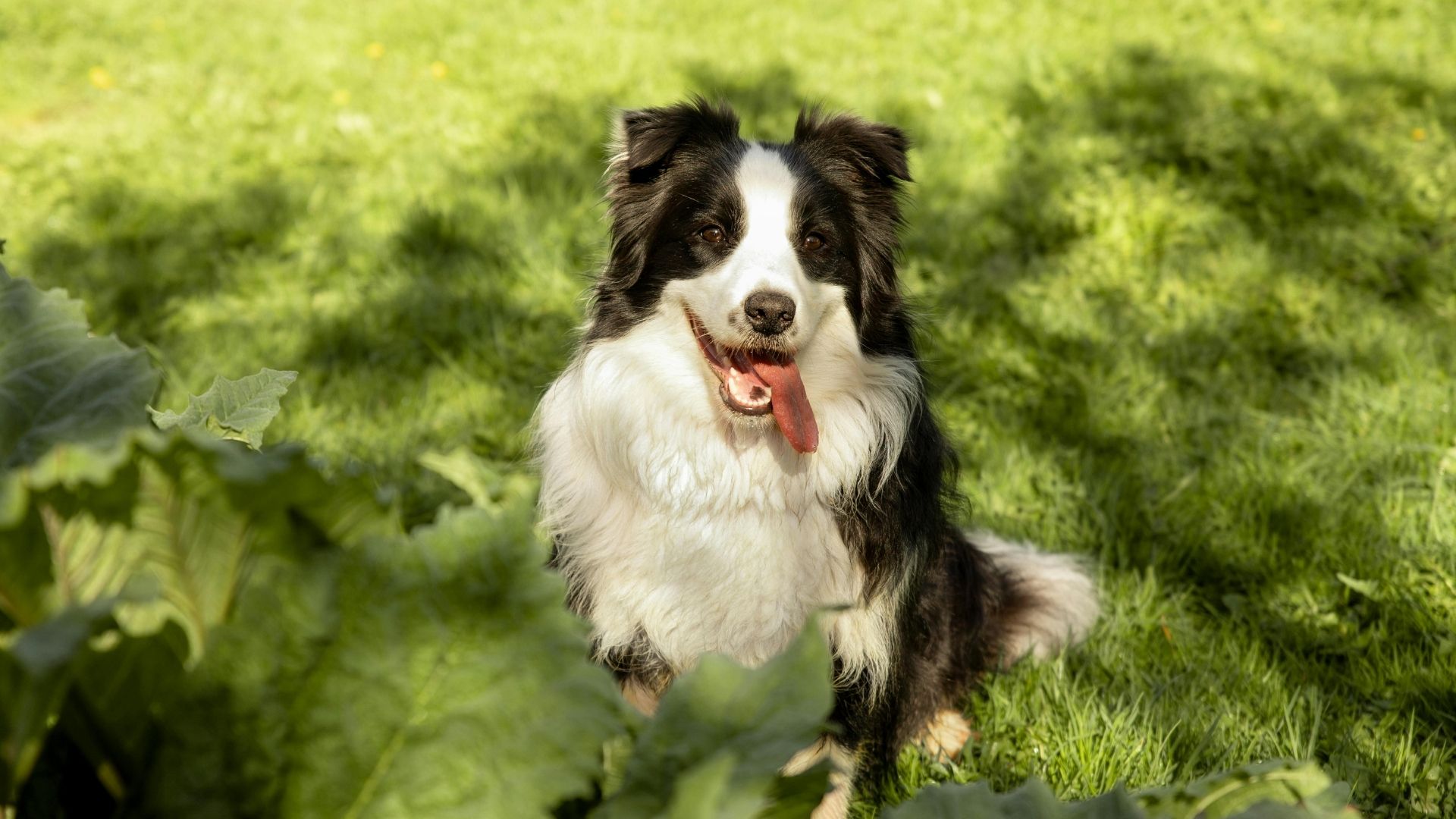 Pet Spaying And Neutering In Kyle, TX | Kyle Animal Hospital