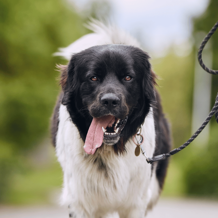 Pet Vaccinations In Kyle, TX | Kyle Animal Hospital